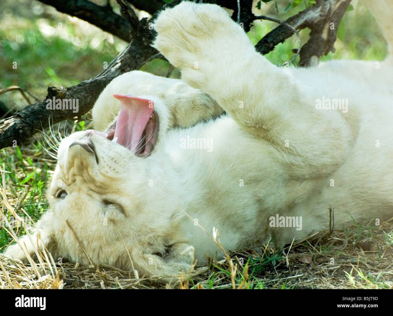 Playful White Lion Cub rolling on back Stock Photo - Alamy