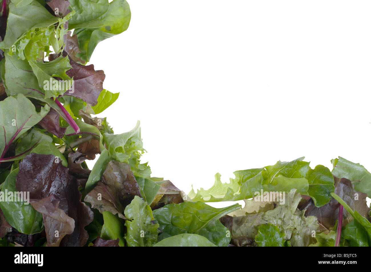 great image of fresh butter lettuce for a salad frame Stock Photo - Alamy