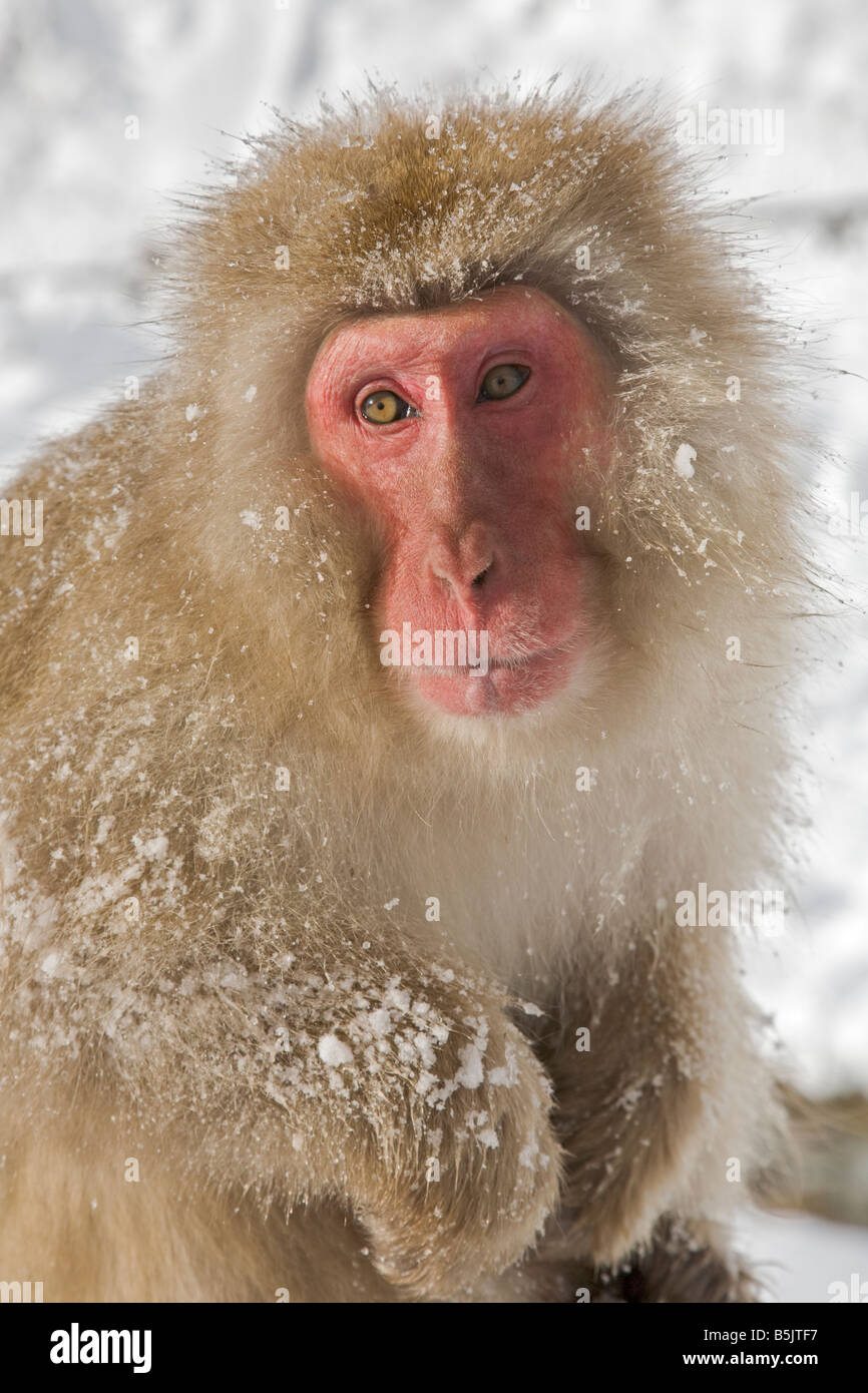 Snow Monkey in Jigokudani National Monkey Park Nagano Japan Stock Photo ...