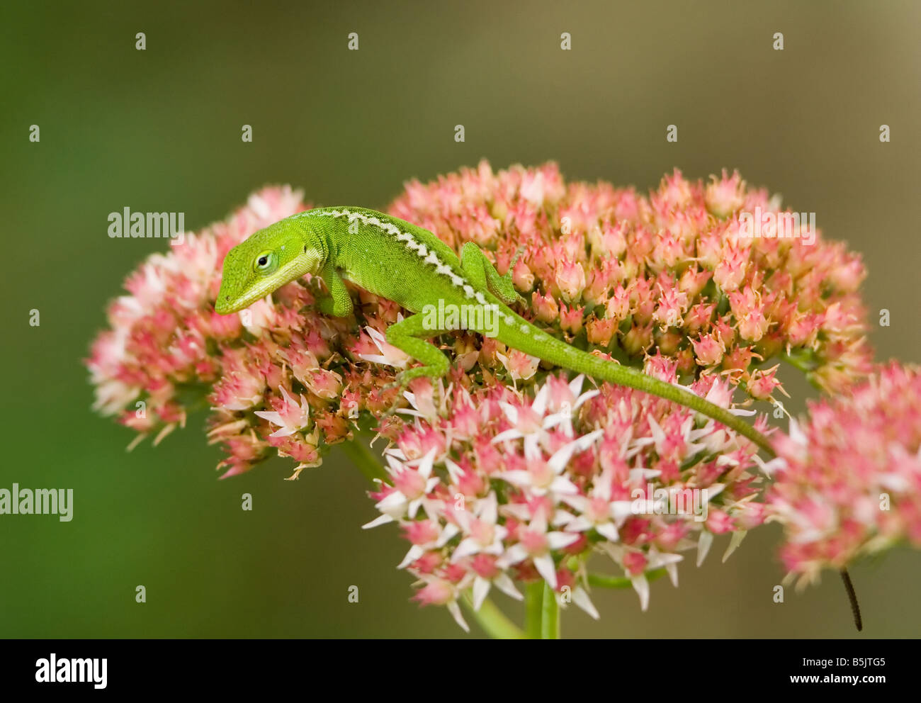 North american chameleon hi-res stock photography and images - Alamy