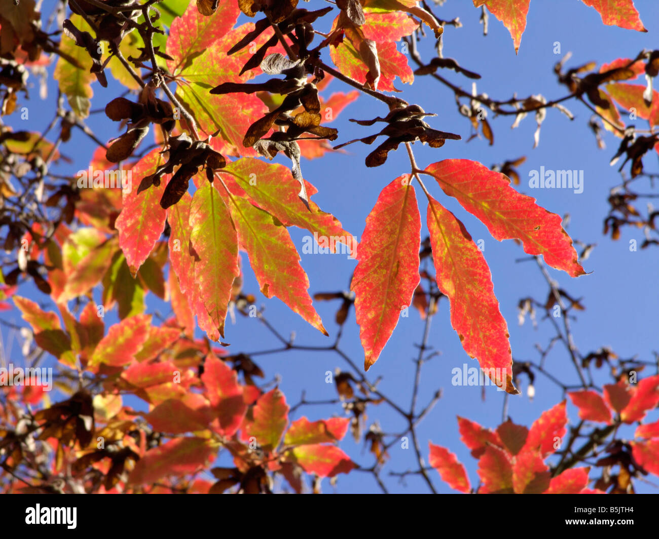 Nikko maple tree hi-res stock photography and images - Alamy