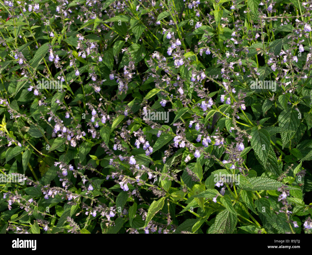 Sage (Salvia misella Stock Photo - Alamy