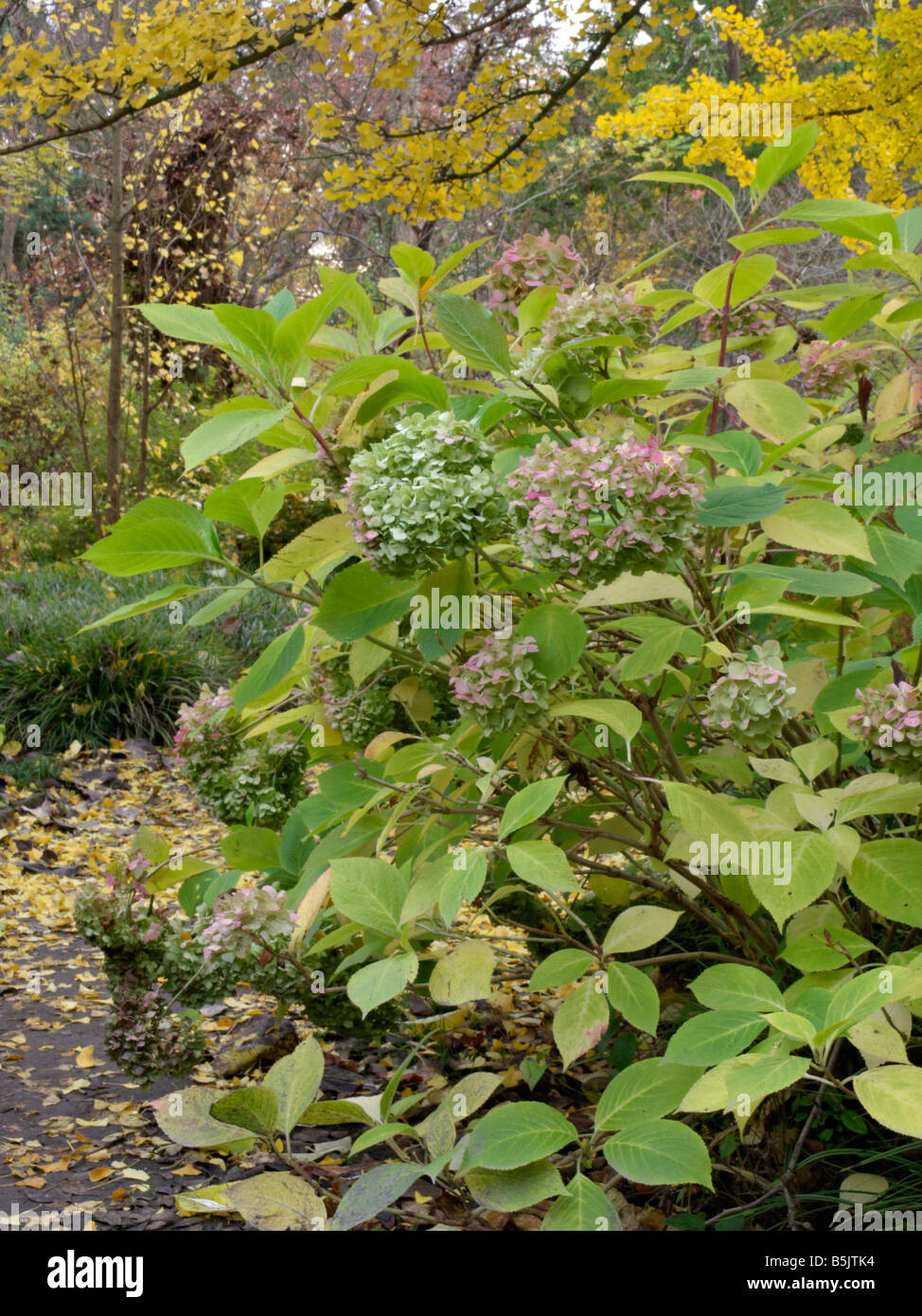 Big-leaved hydrangea (Hydrangea macrophylla Stock Photo - Alamy