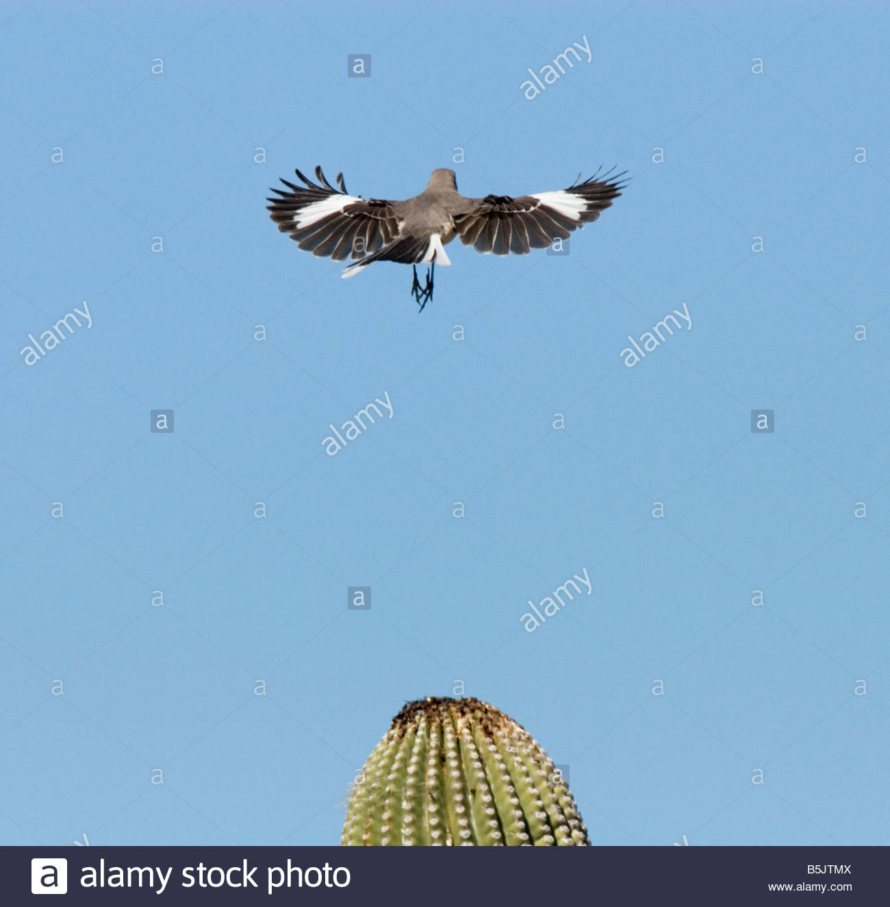 Northern Mockingbird Flight High Resolution Stock Photography and ...