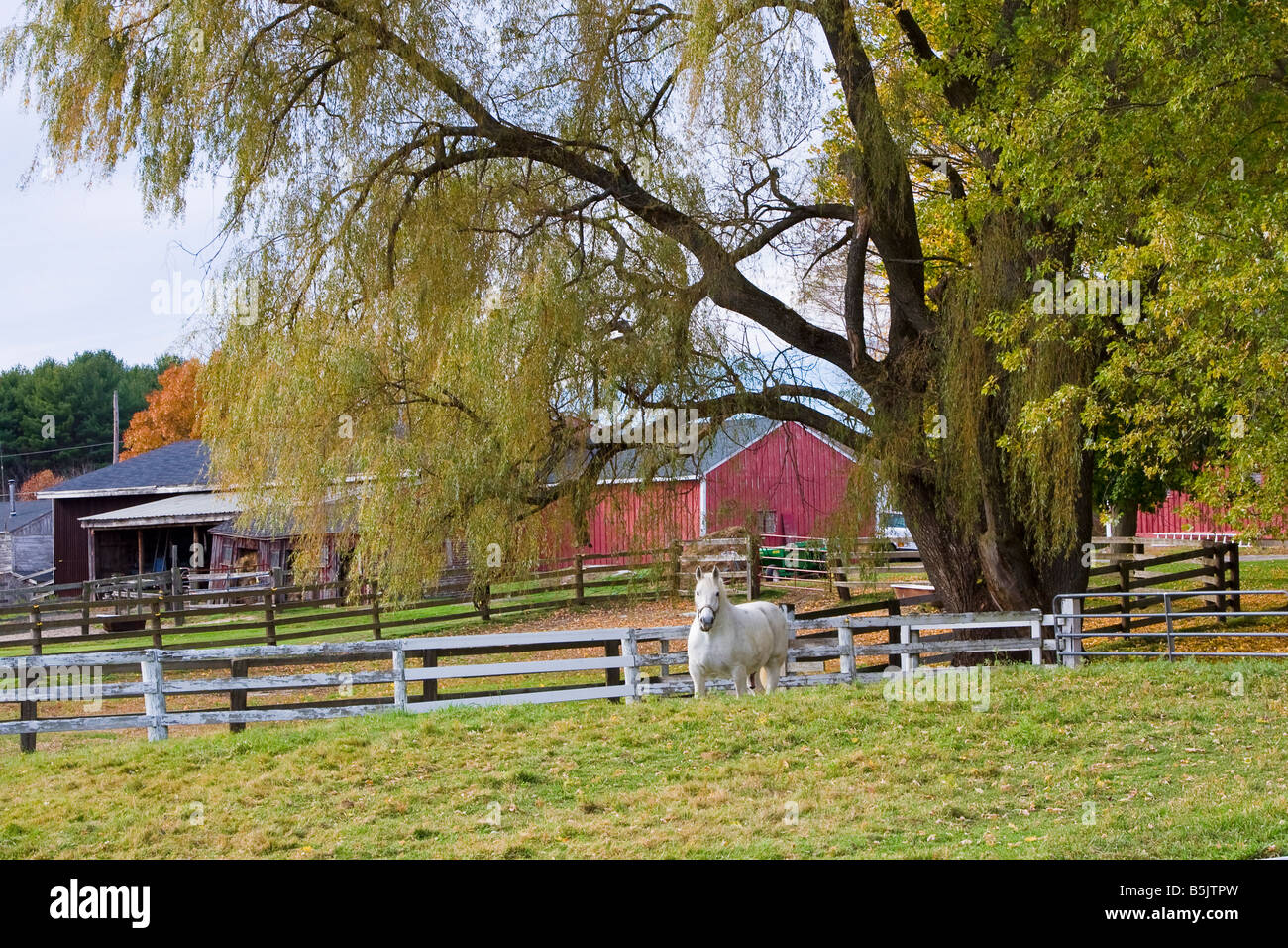 Lone single pasture hi-res stock photography and images - Alamy