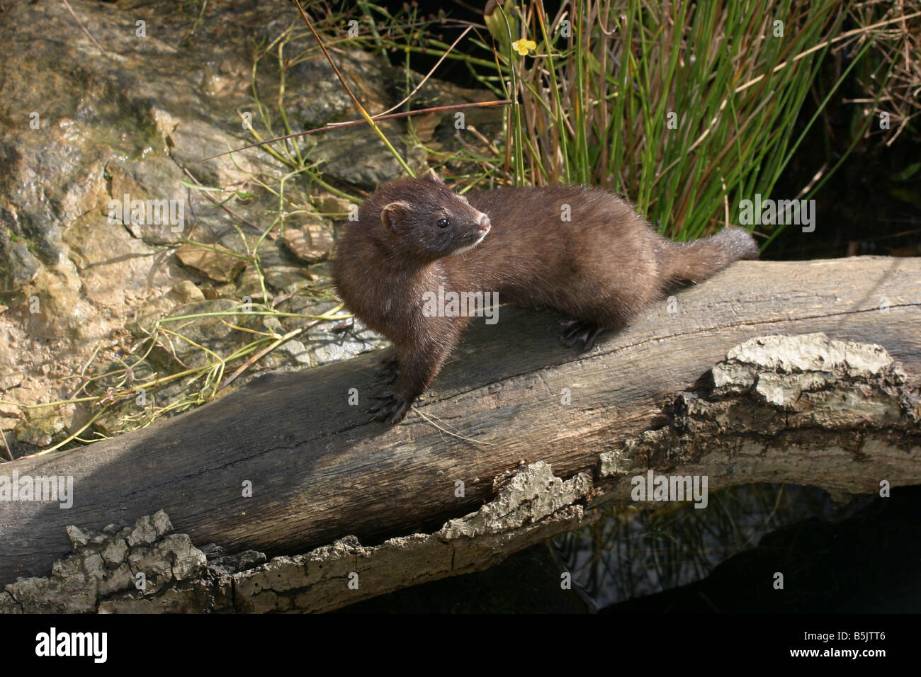 Standing mink hi-res stock photography and images - Alamy