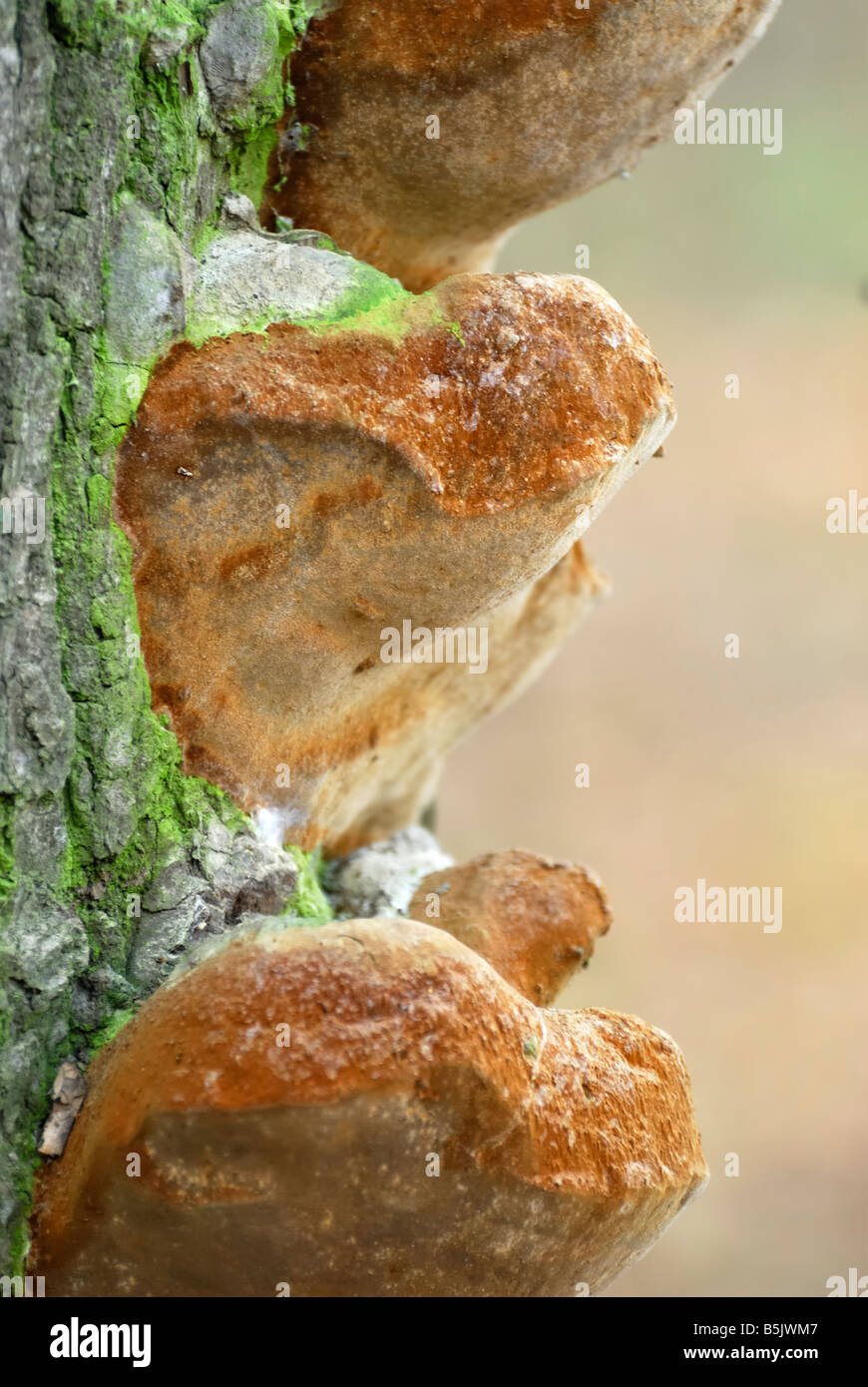 Sponk on the tree's trunk Stock Photo - Alamy
