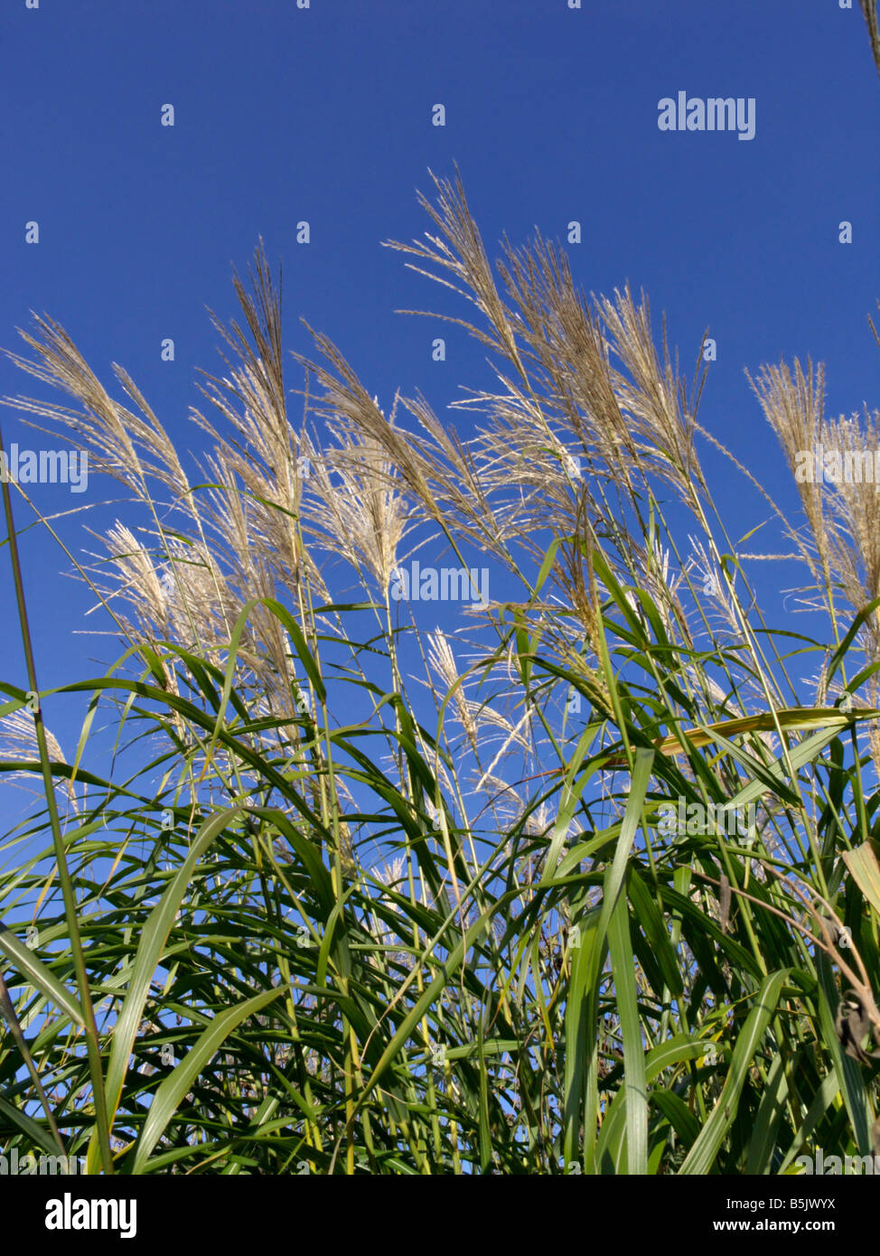 Miscanthus Giganteus High Resolution Stock Photography and Images - Alamy