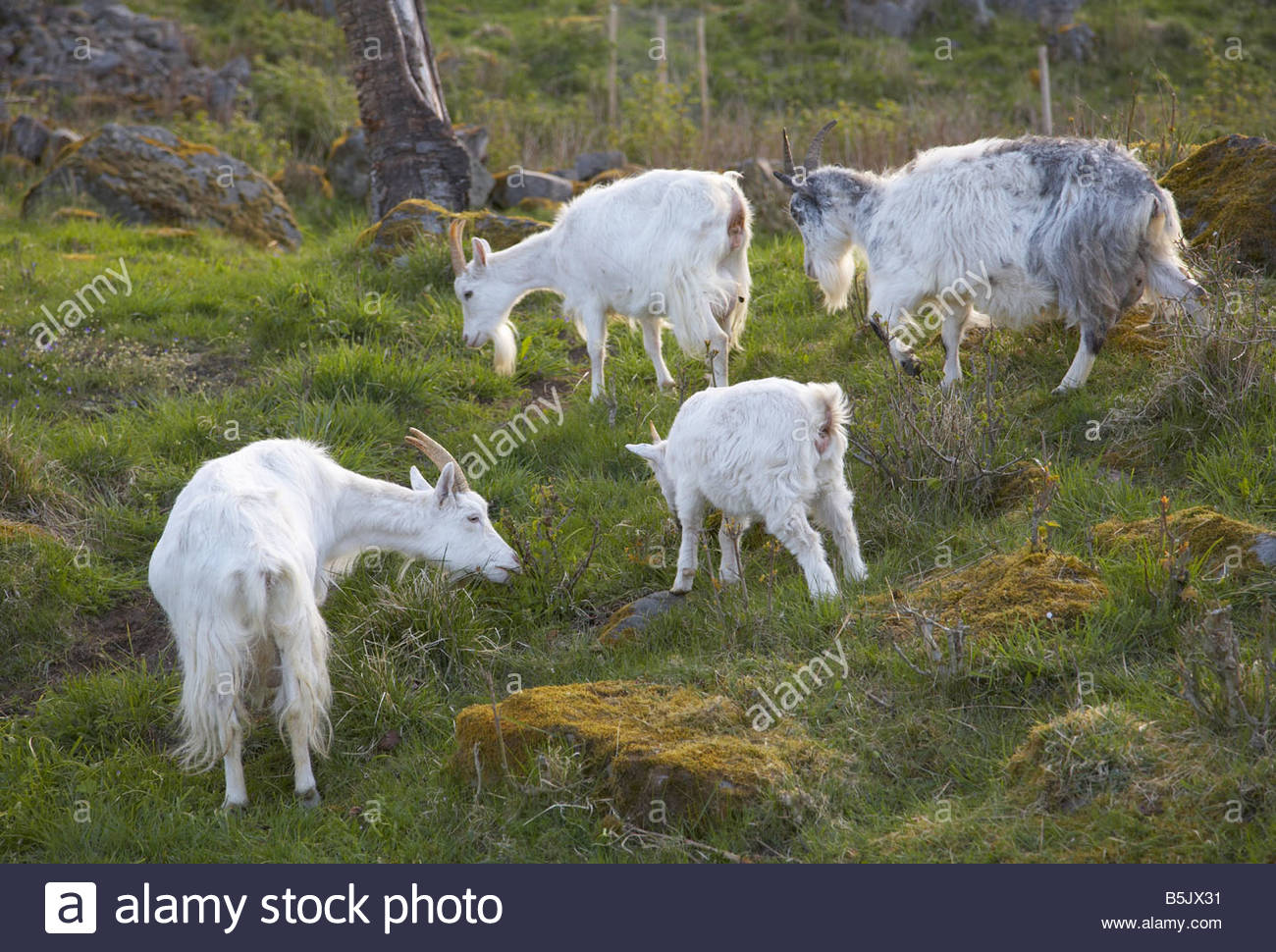 Four Horn Goat Stock Photos & Four Horn Goat Stock Images - Alamy
