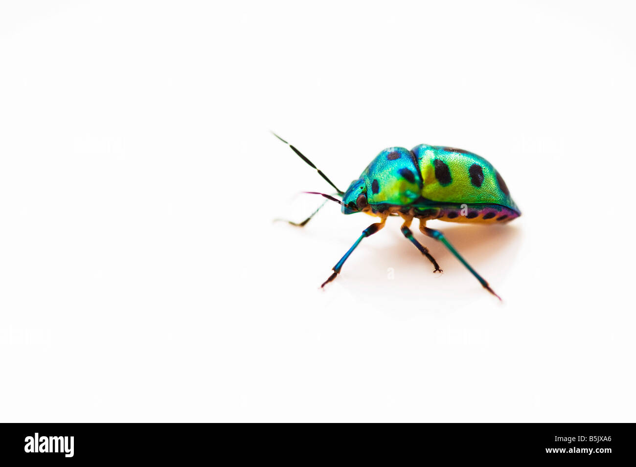 Indian insects hi-res stock photography and images - Alamy