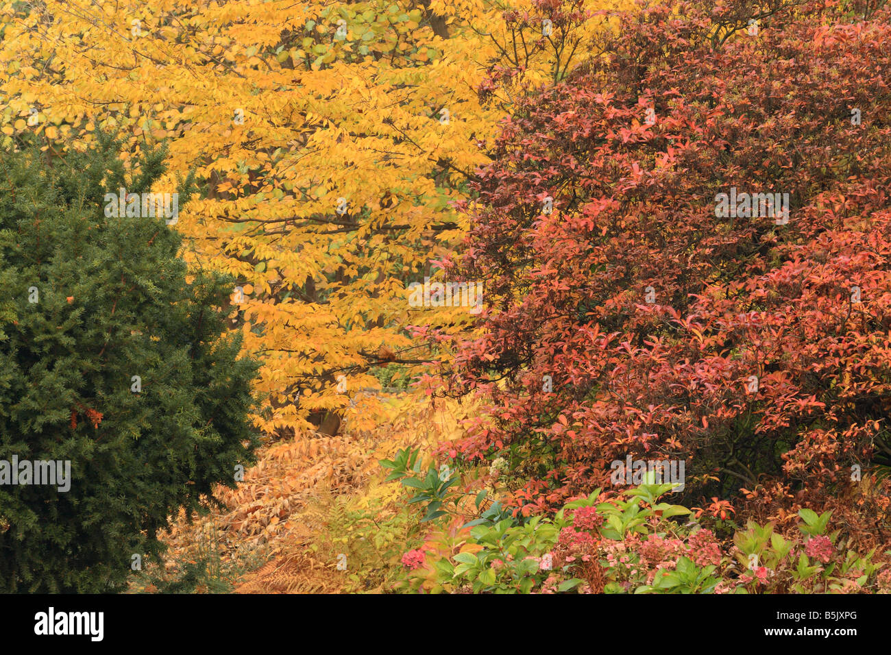 Multicolour leaves hi-res stock photography and images - Alamy