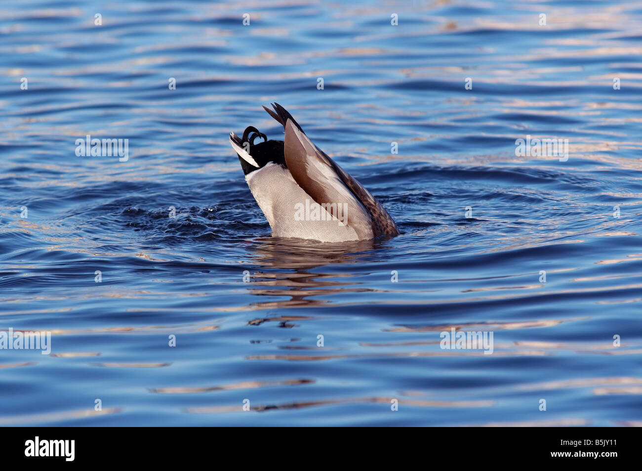 Titanic underwater hi-res stock photography and images - Alamy