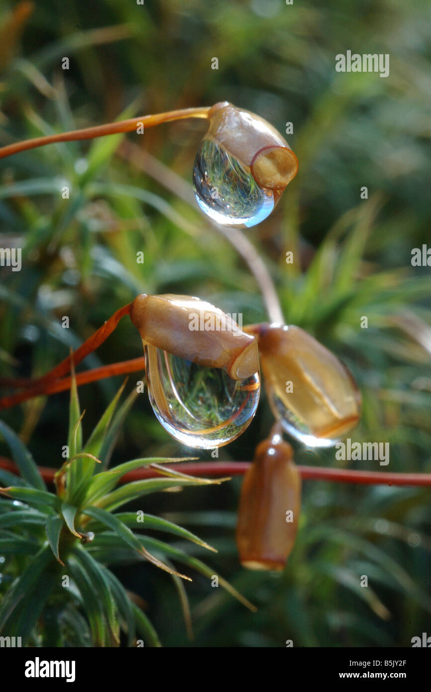 Sporangi hi-res stock photography and images - Alamy