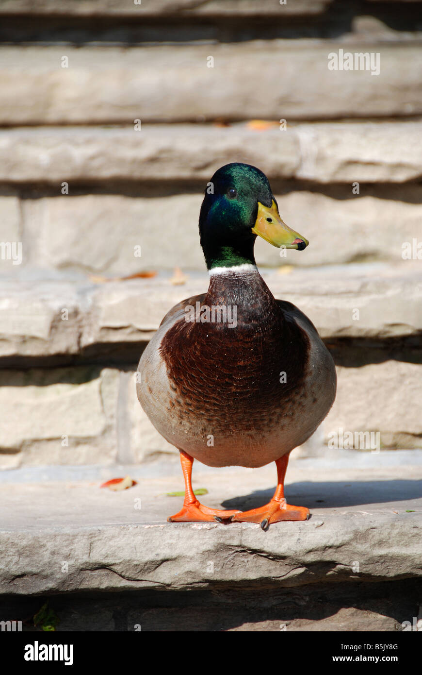 A single Mallard duck standing on a stone stairway Stock Photo - Alamy