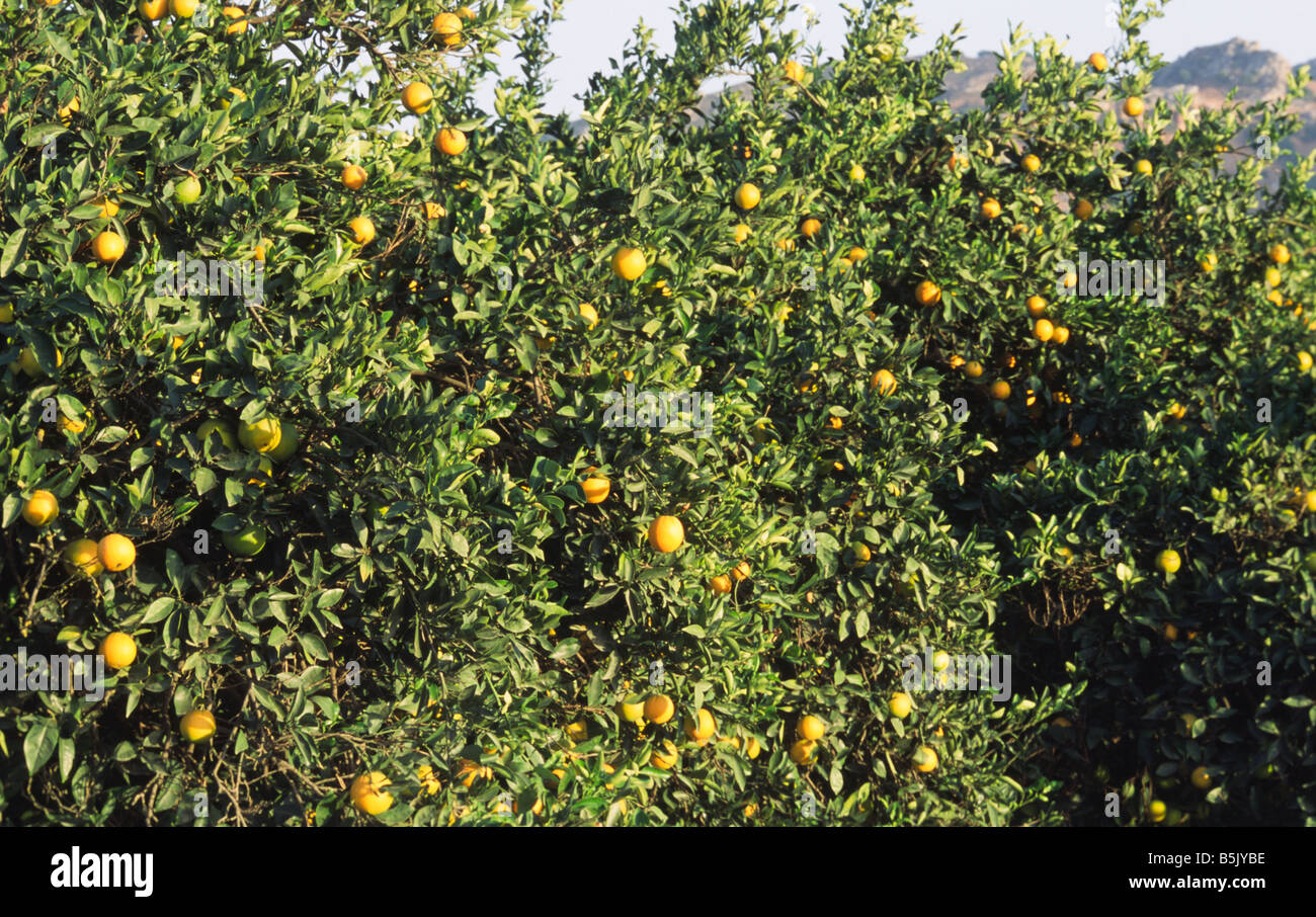 Orange tree plantation Stock Photo - Alamy