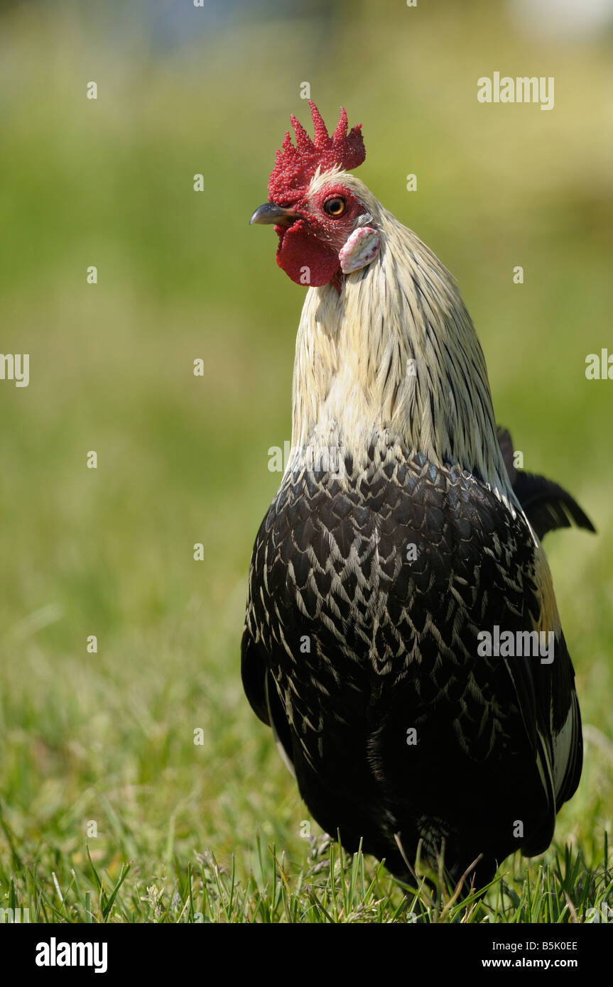 Bantam cockerel hi-res stock photography and images - Alamy