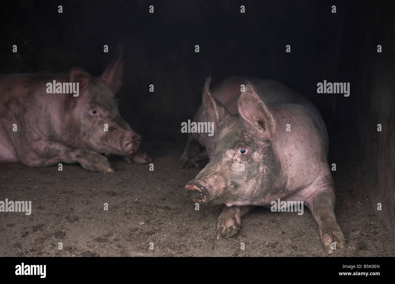 Pig stiy dirty muddy lazy fat hi-res stock photography and images - Alamy