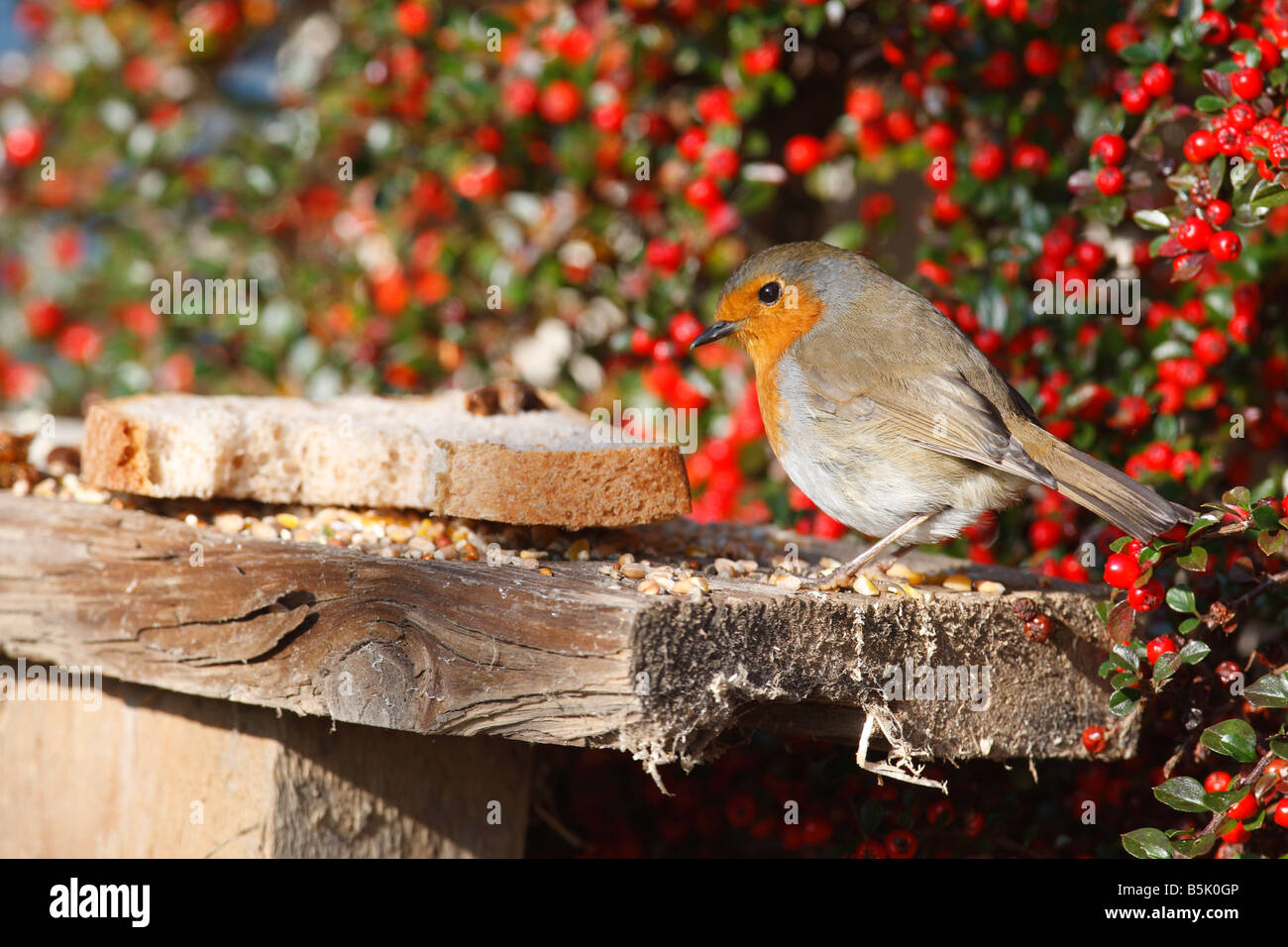 Bread bird table hi-res stock photography and images - Alamy