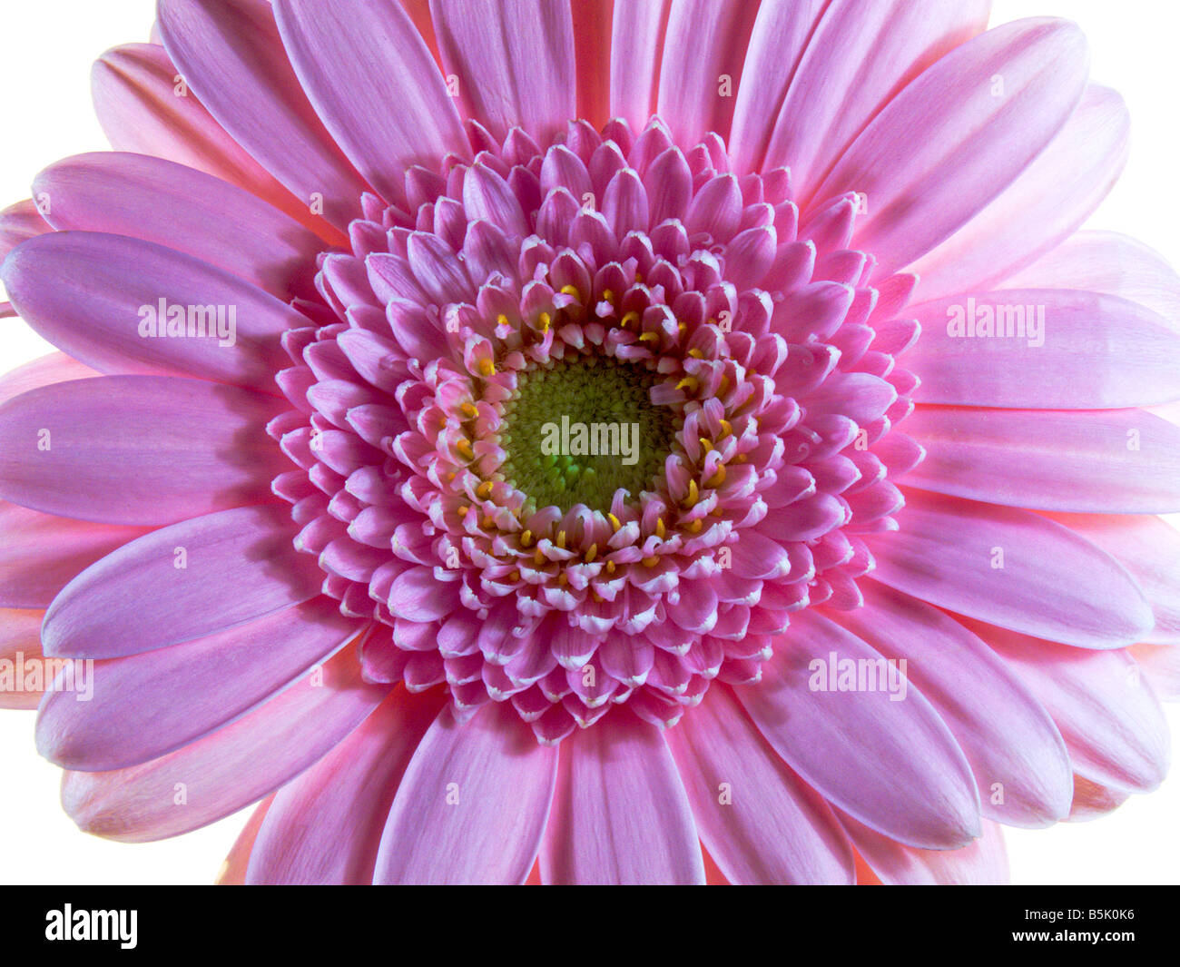 Single Gerbera Daisy Germini Kimsey on White Background Stock Photo - Alamy