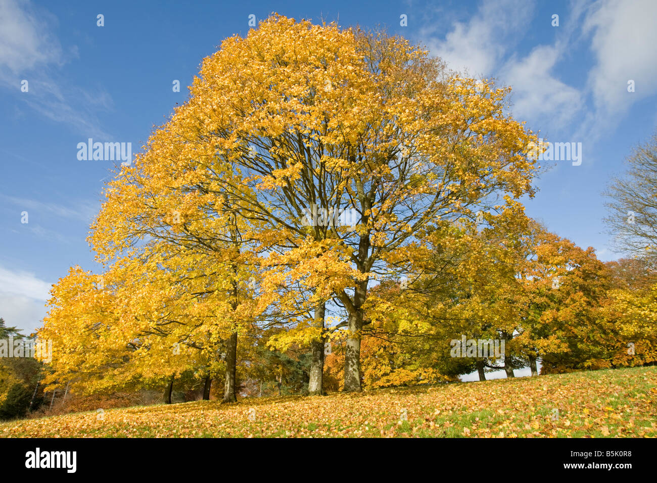 Golden plane trees in yellow autumn colours Westonbirt Arboretum ...