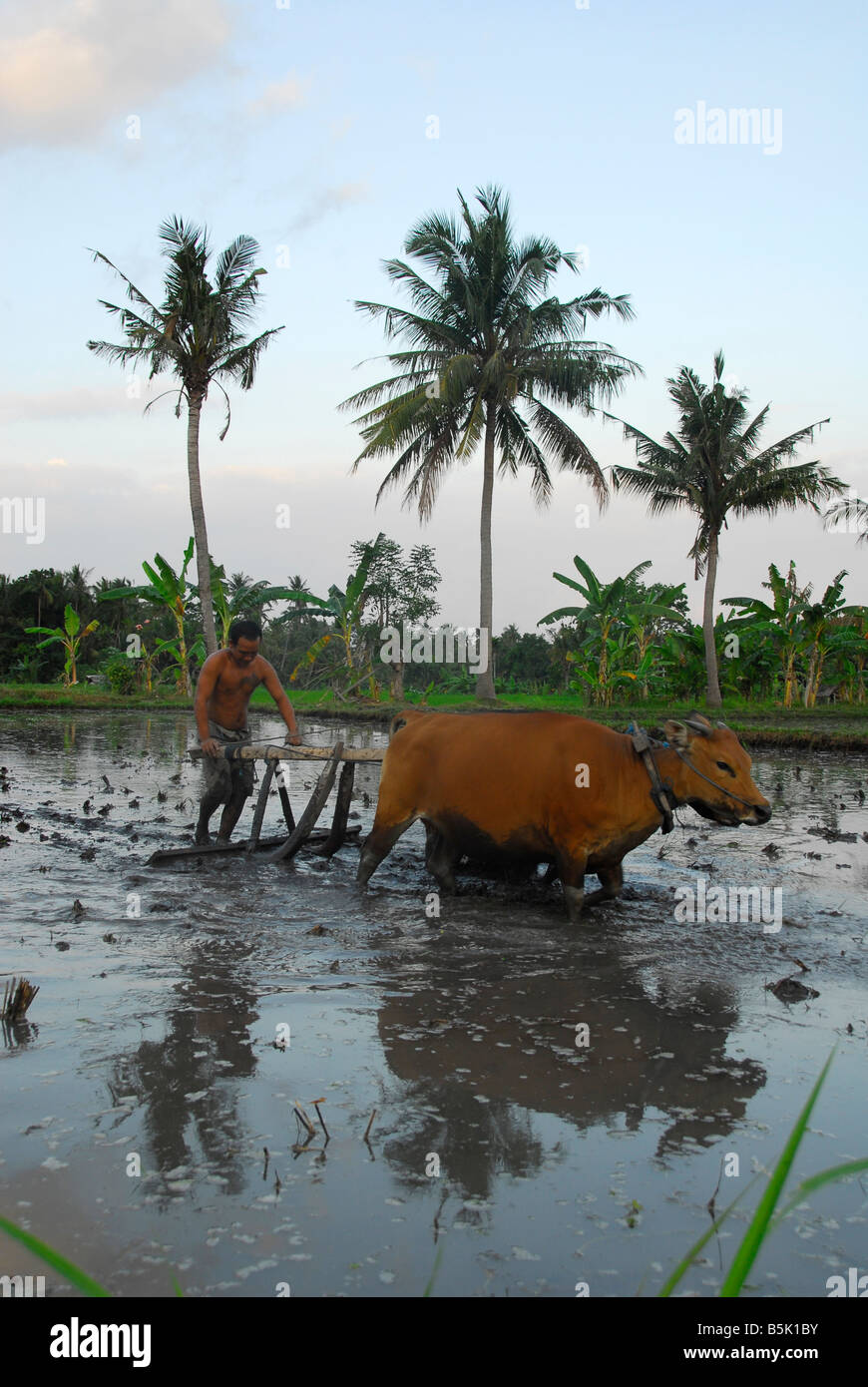 Traditional rice farming, Balinese man is ploughing with his cow, Bali ...