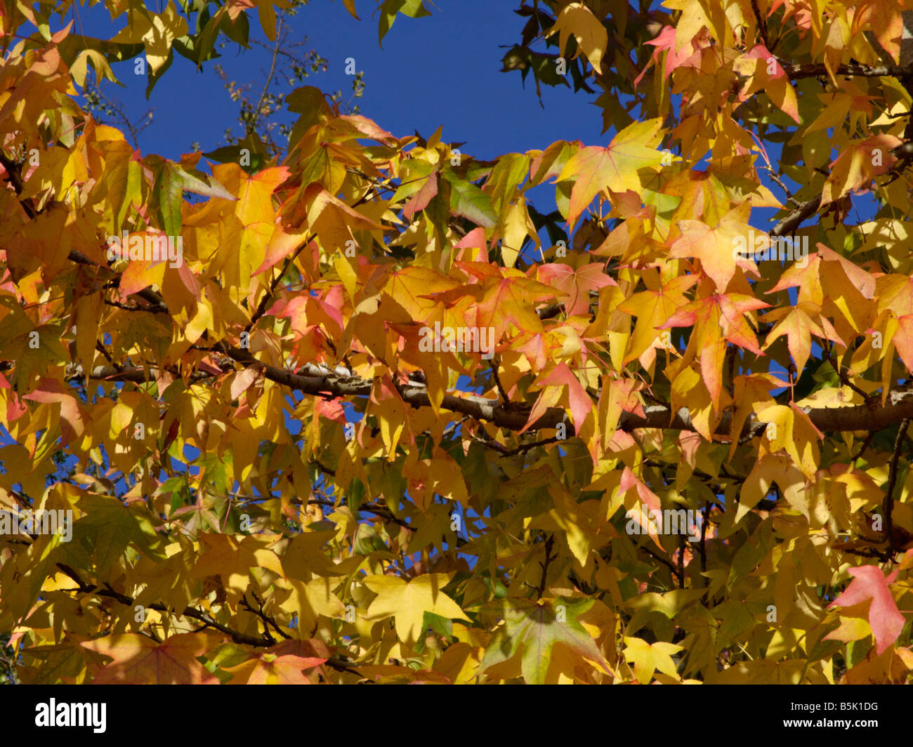 American sweetgum trees hi-res stock photography and images - Alamy