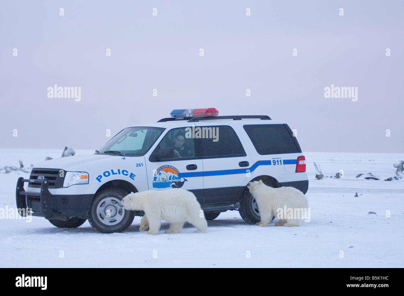 Polar bear alaska police hi-res stock photography and images - Alamy