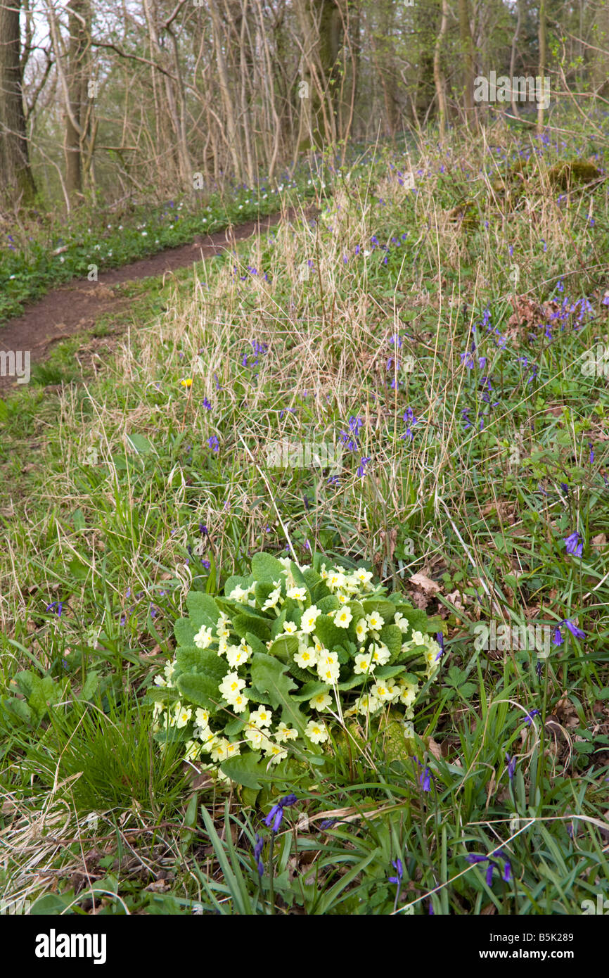 Primroses and woodlands hi-res stock photography and images - Alamy