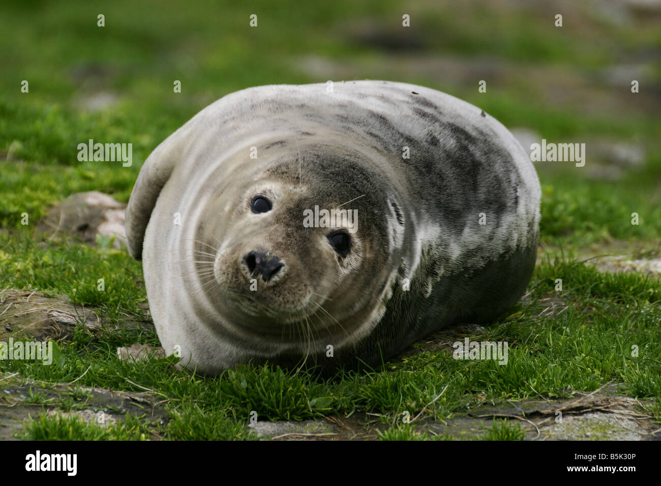 Atlantic Grey Seal Halichoerus grypus Stock Photo - Alamy