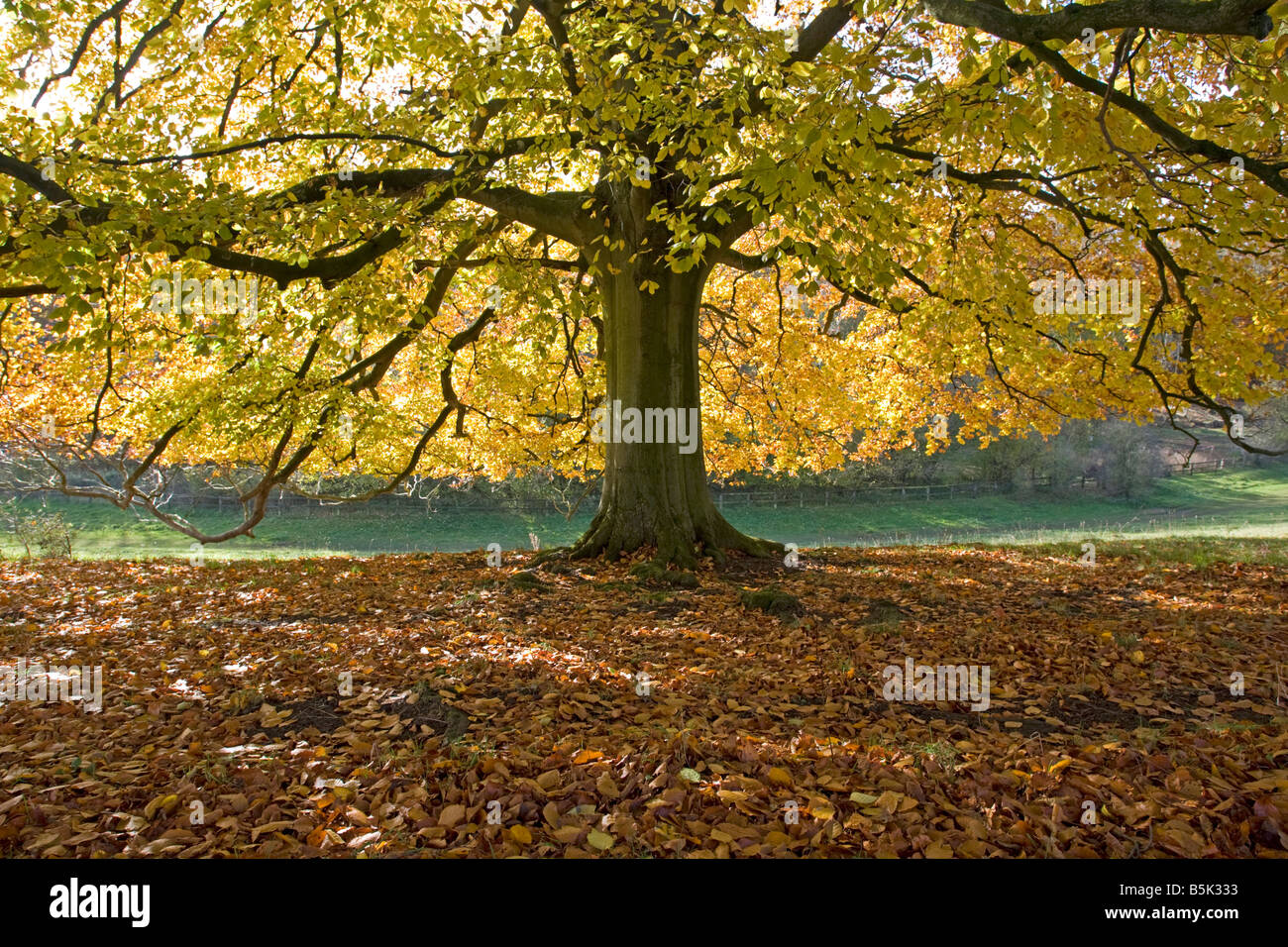 Beech tree colours hi-res stock photography and images - Alamy