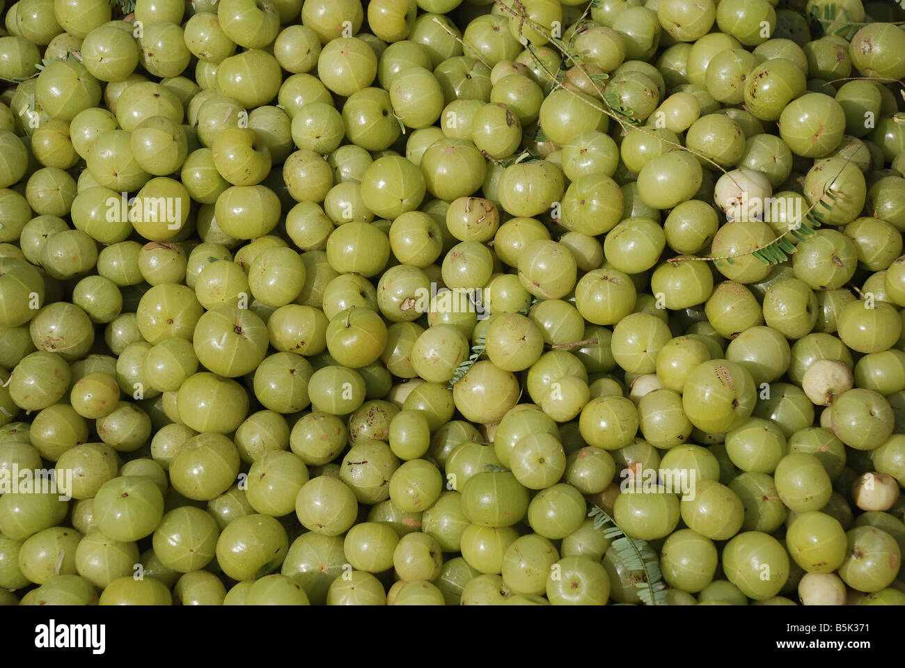 indian gooseberry raw food with vitamin c Stock Photo - Alamy