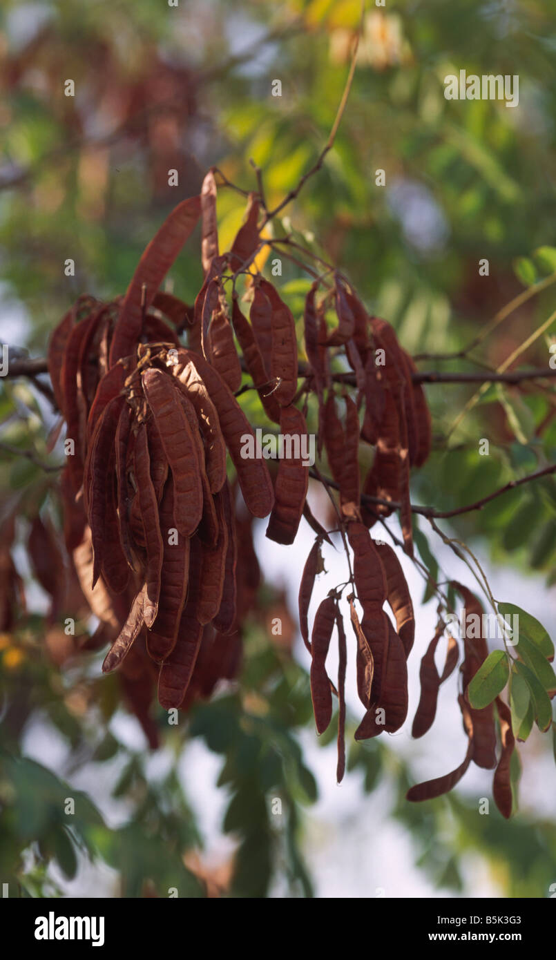 fruit of the carob Stock Photo - Alamy