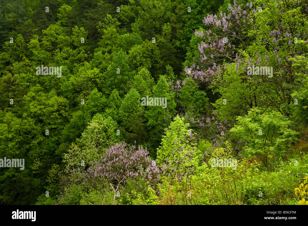Princess tree blooming hi-res stock photography and images - Alamy