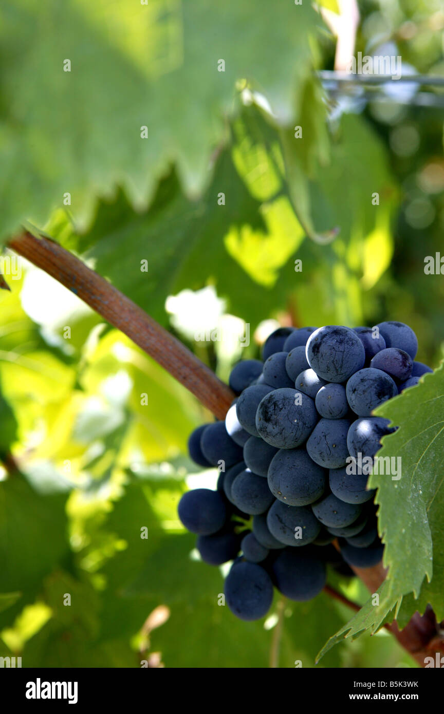 Grapes wine italy hi-res stock photography and images - Alamy