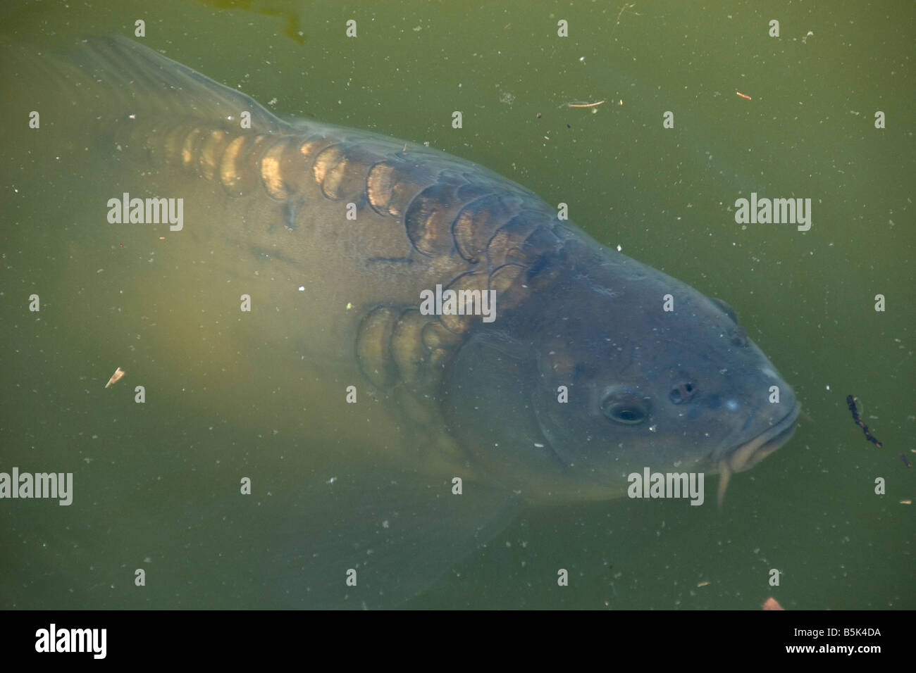 Carp underwater uk hi-res stock photography and images - Alamy