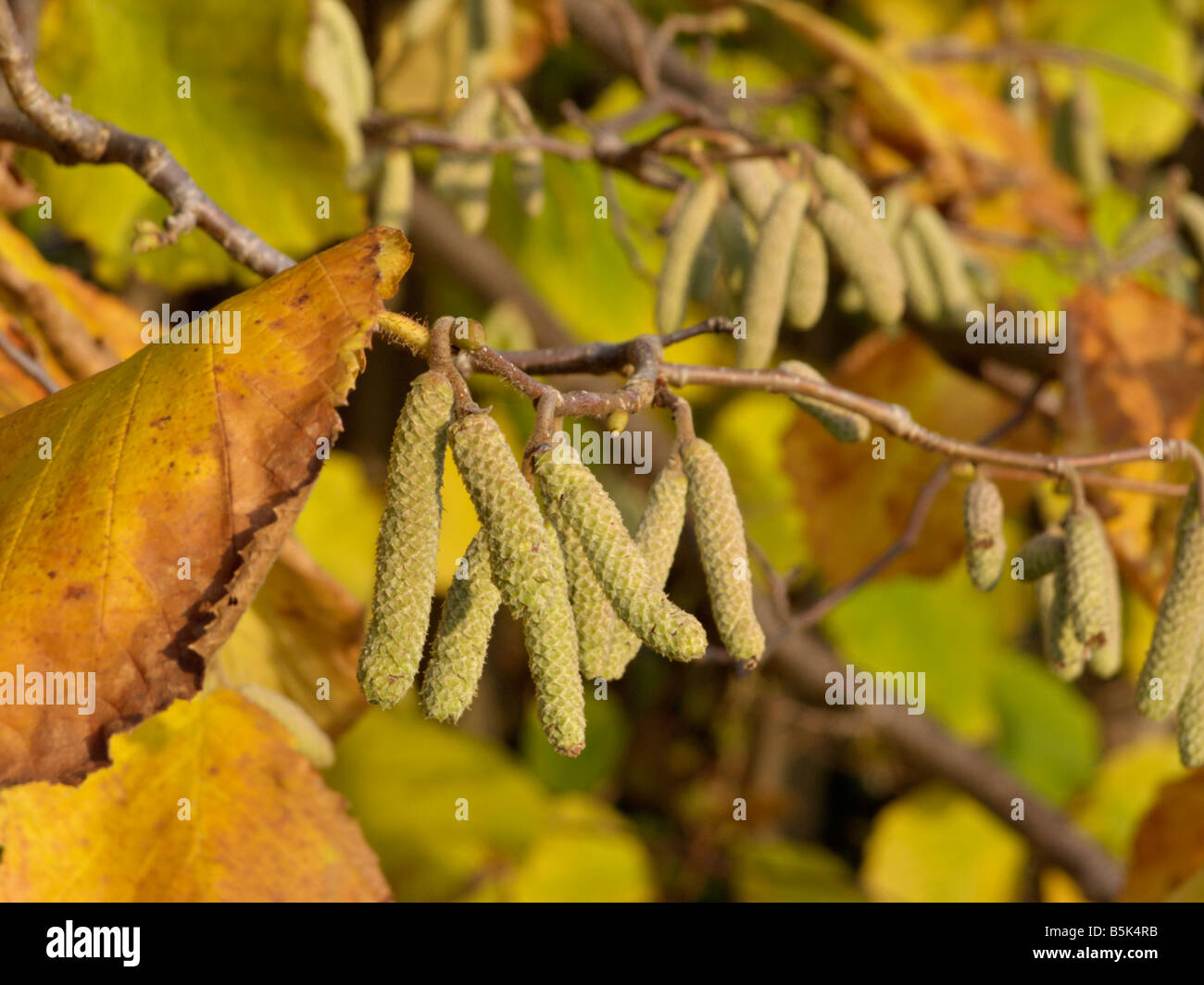 Common hazel (Corylus avellana Stock Photo - Alamy