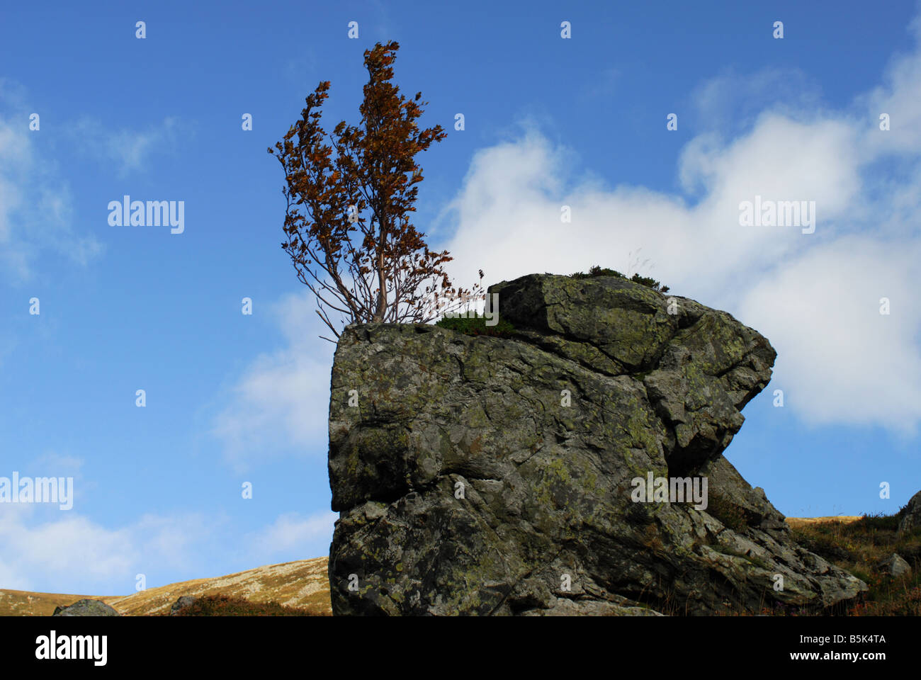 A single tree grows out of a rock along the Jocks road long distance ...