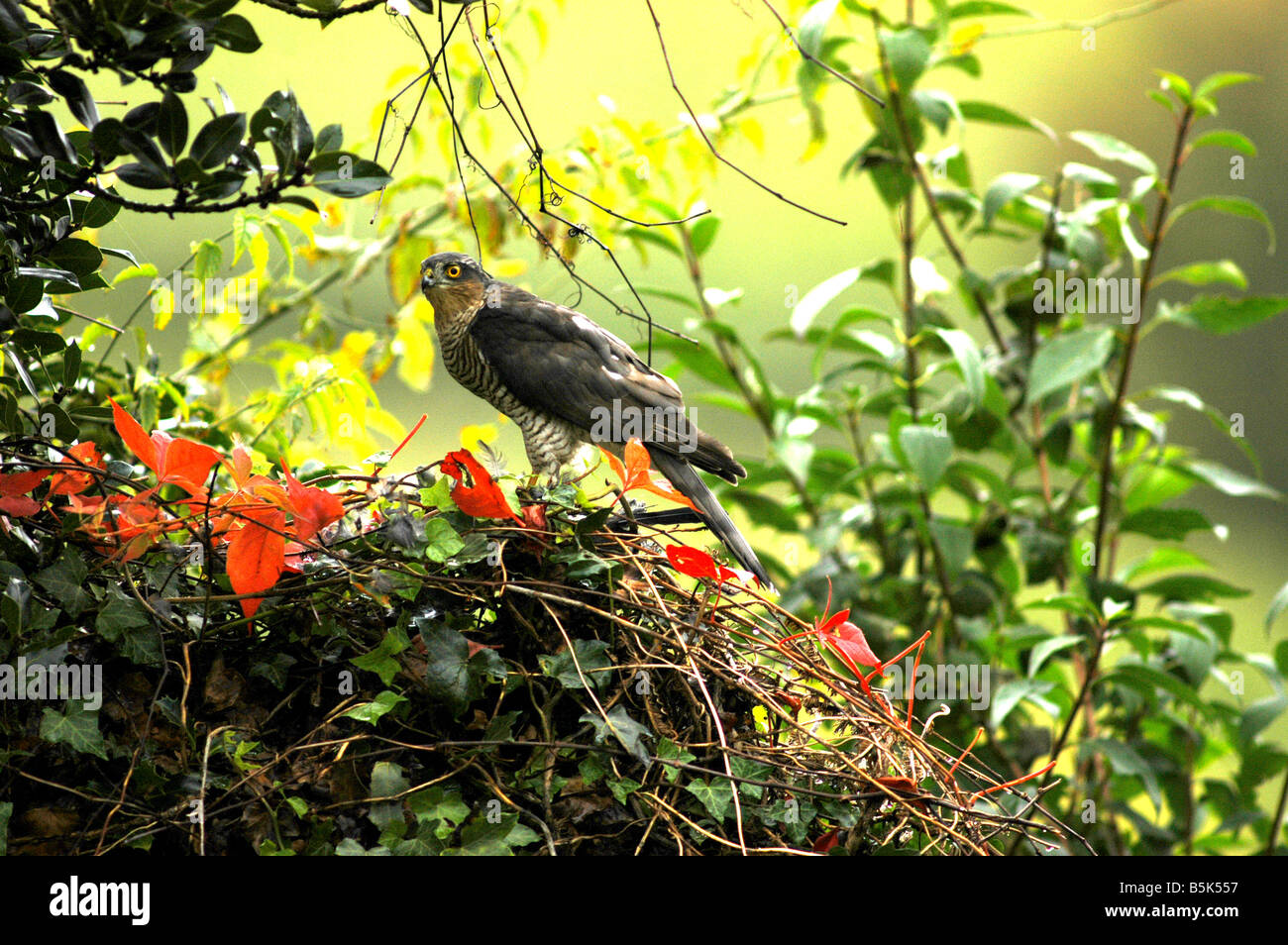 Hedge sparrowhawk hi-res stock photography and images - Alamy