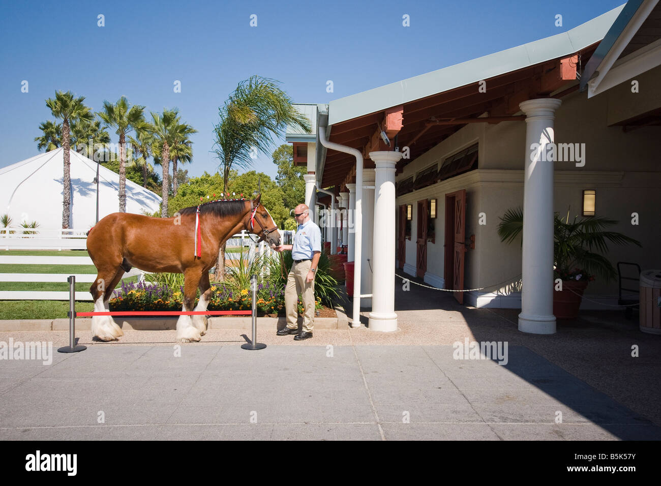 SeaWorld employee staging one of the Anheuser Busch Clydesdale horses ...