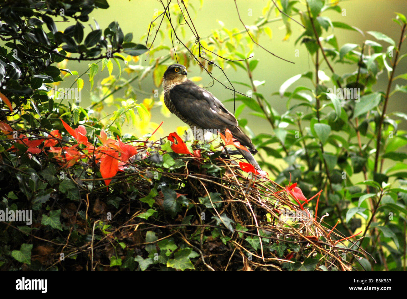 Hedge sparrowhawk hi-res stock photography and images - Alamy