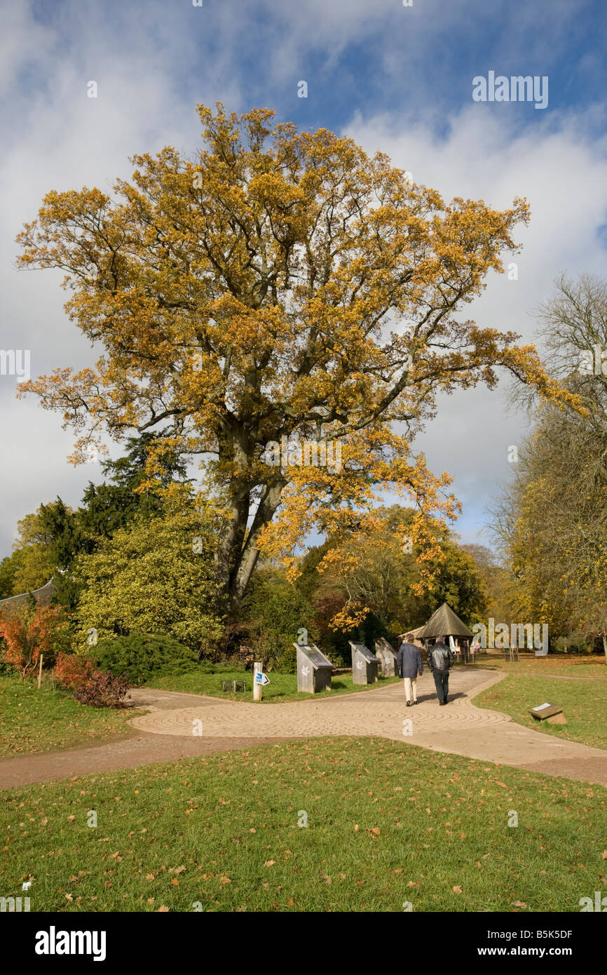 Westonbirt arboretum tetbury hi-res stock photography and images - Alamy