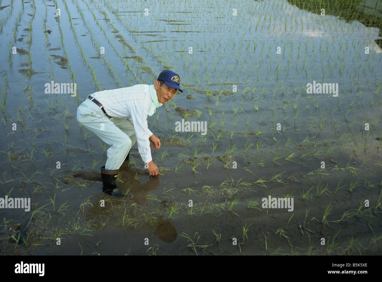 A Japanese rice farmer Stock Photo - Alamy