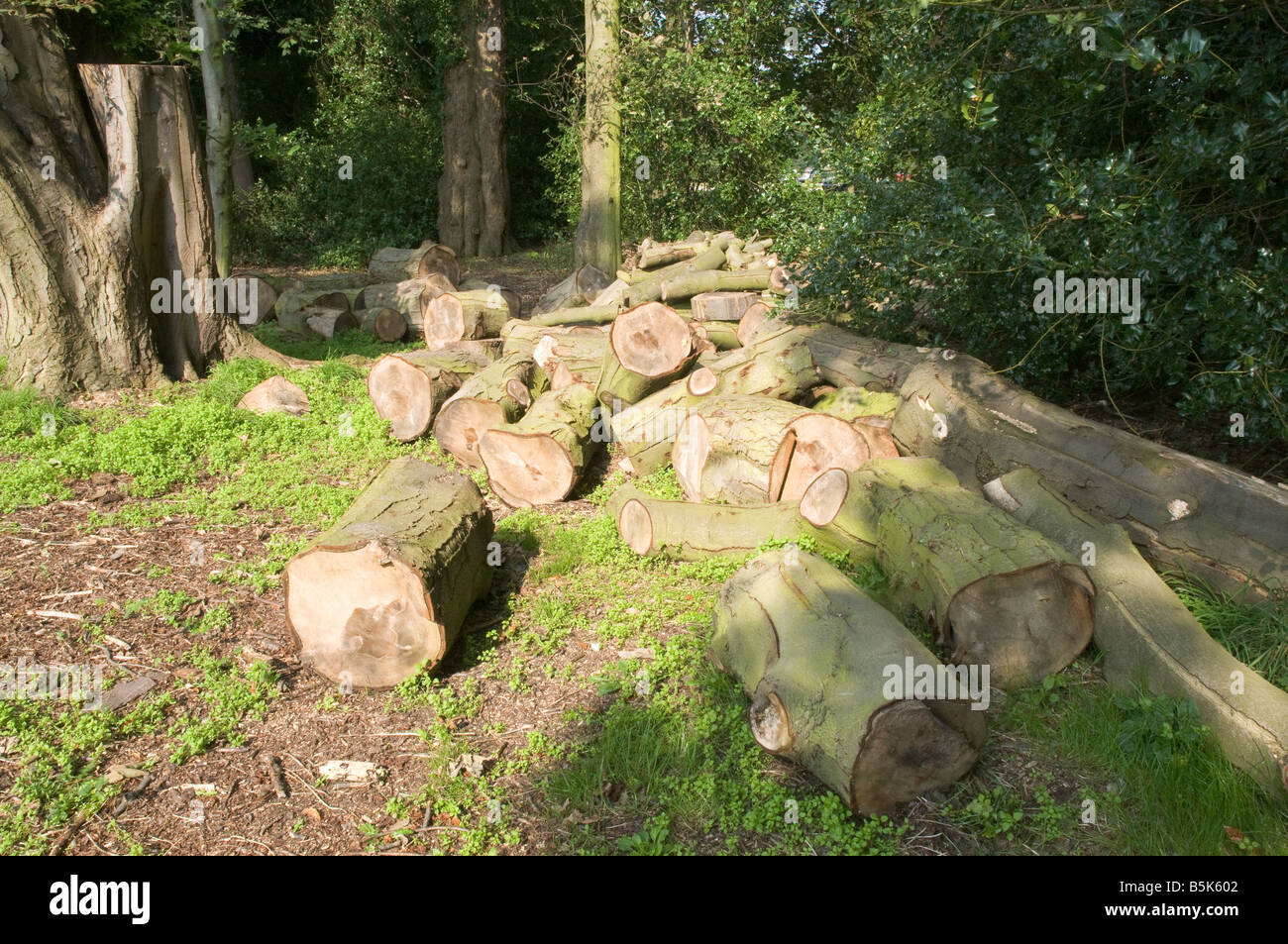 cut logs in forest firewood timber forestry Stock Photo - Alamy