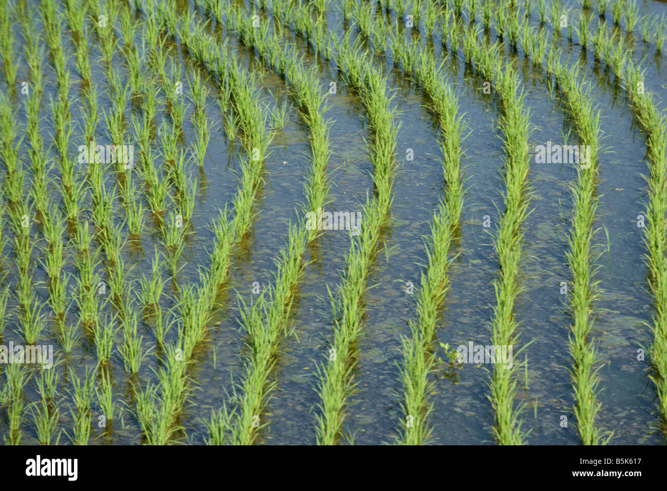 Newly planted rice growing in Japan Stock Photo - Alamy