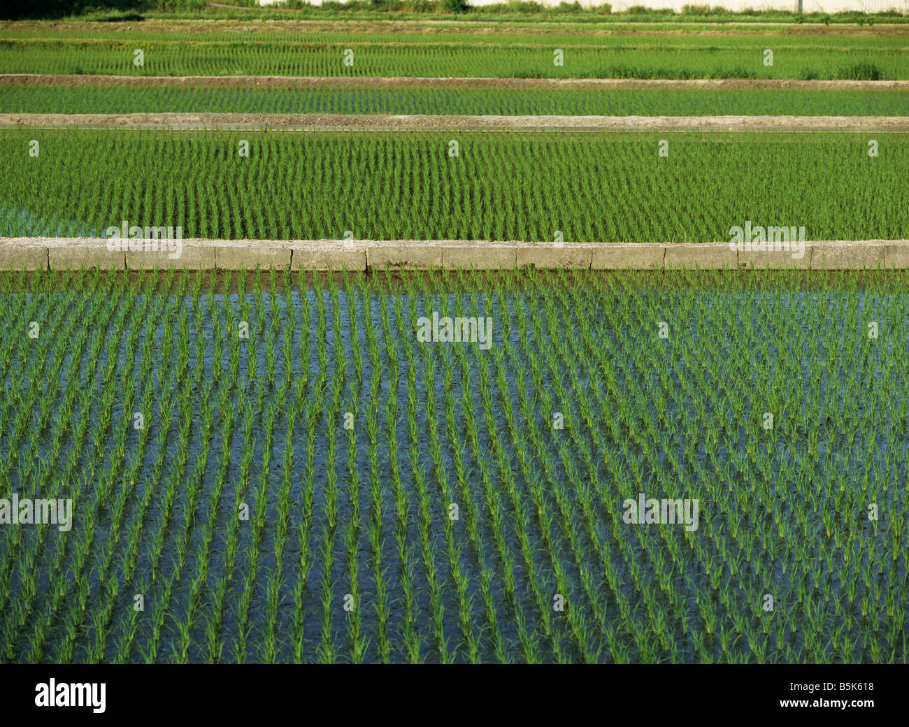 Newly planted rice growing in Japan Stock Photo - Alamy
