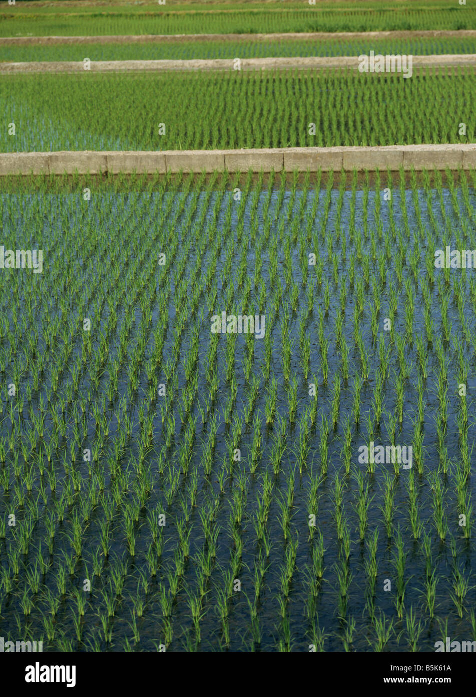 Vertical farming japan hi-res stock photography and images - Alamy