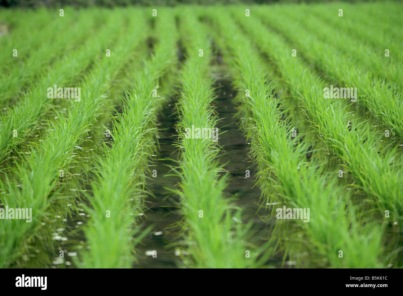 Newly planted rice fields hi-res stock photography and images - Alamy