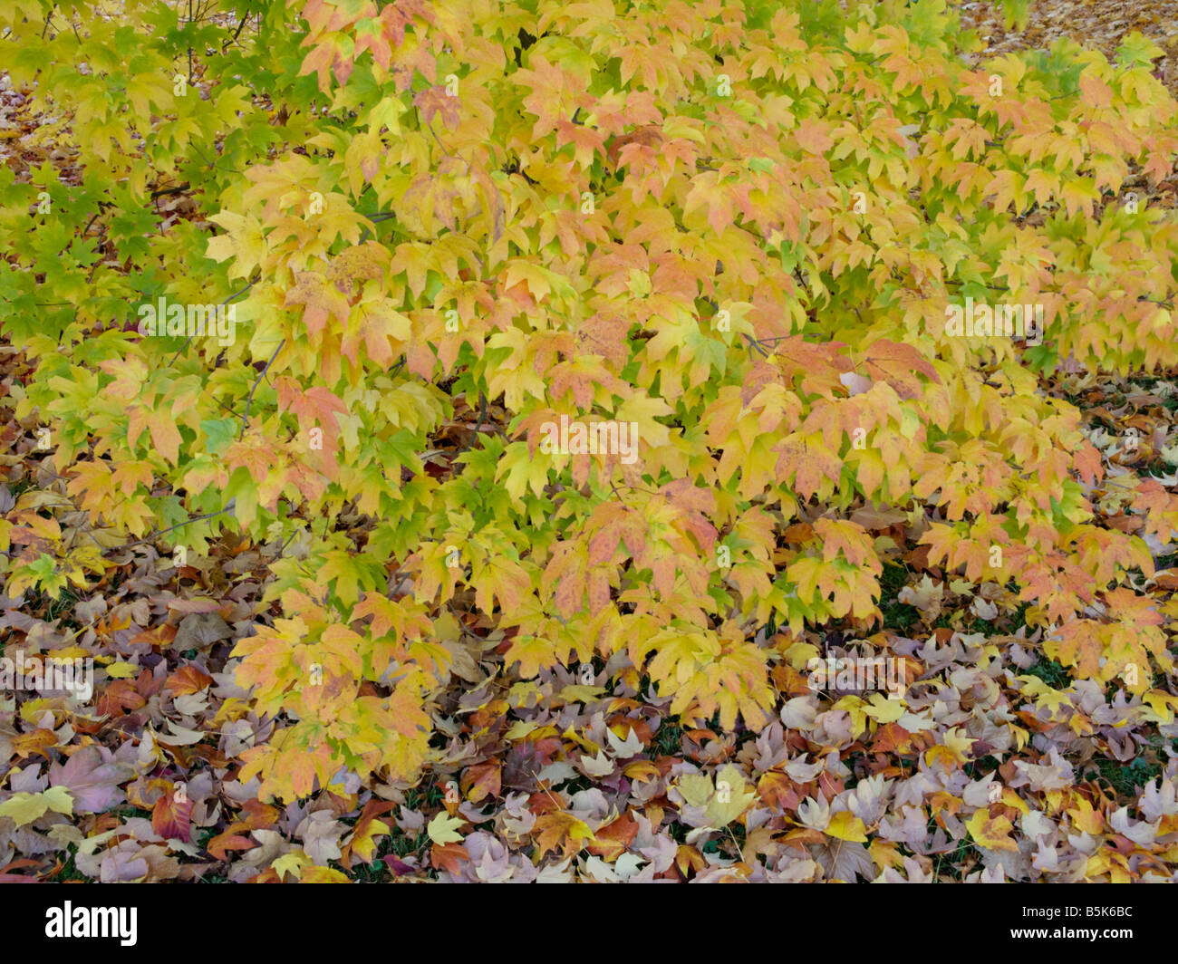 Sugar maple hi-res stock photography and images - Alamy