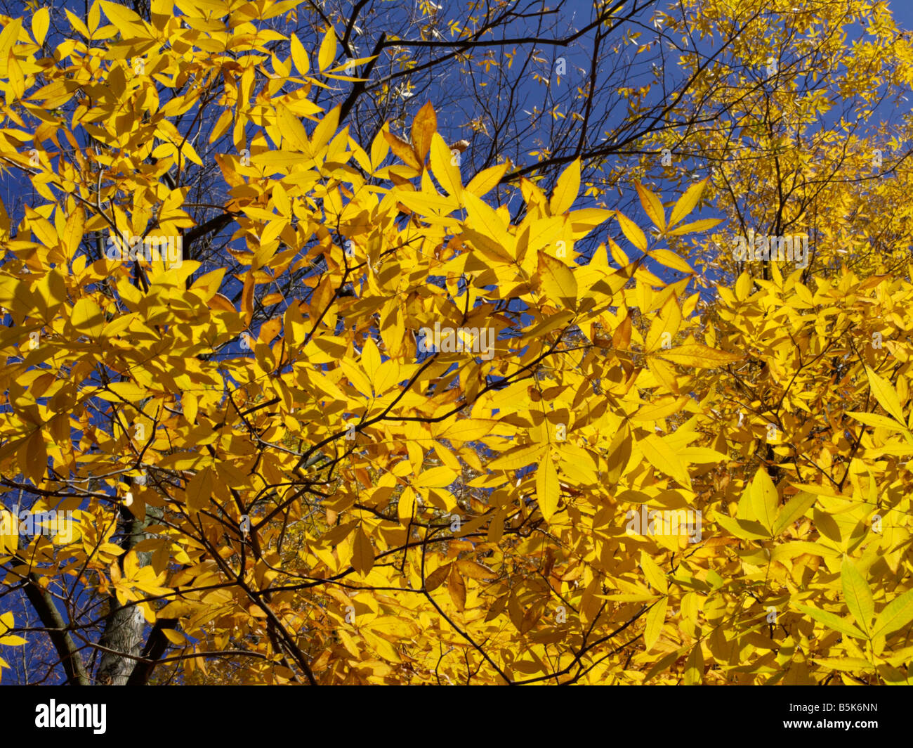 Bitternut hickory (Carya cordiformis Stock Photo - Alamy