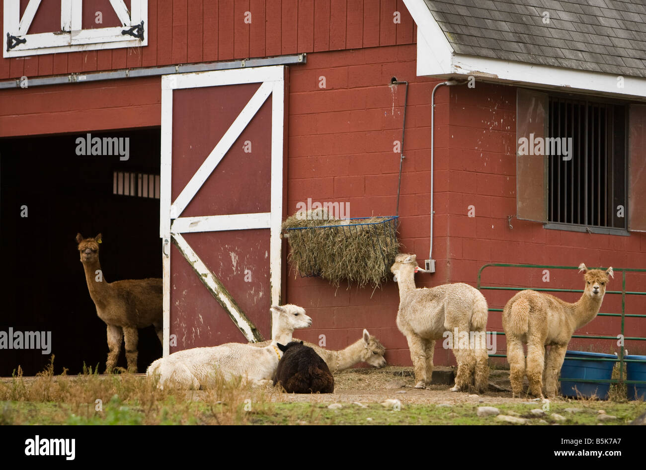 Llamas near a barn Stock Photo - Alamy